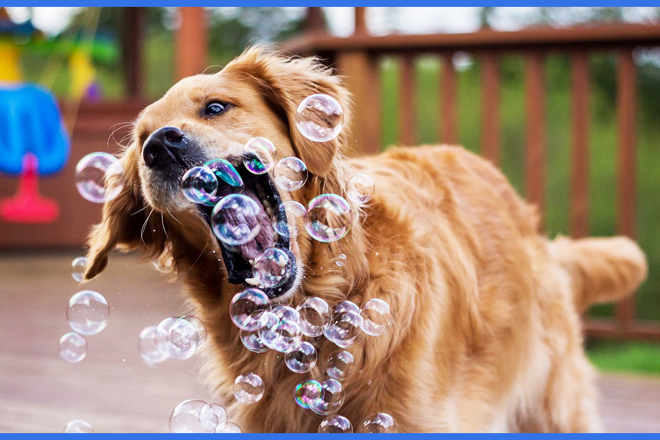 Our Animal Reflections – ABC of Spirit Talk with Carolyn Page